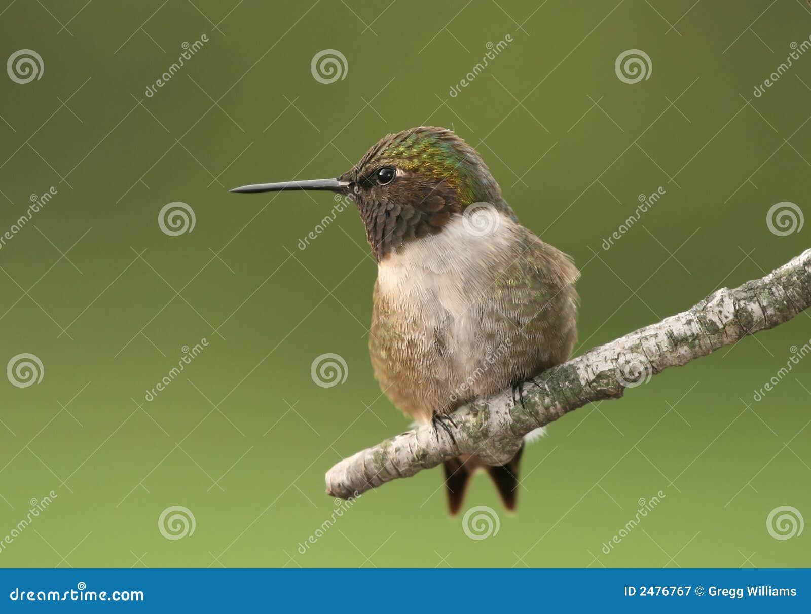 Hummingbird close up stock image. Image of branch, outside - 2476767