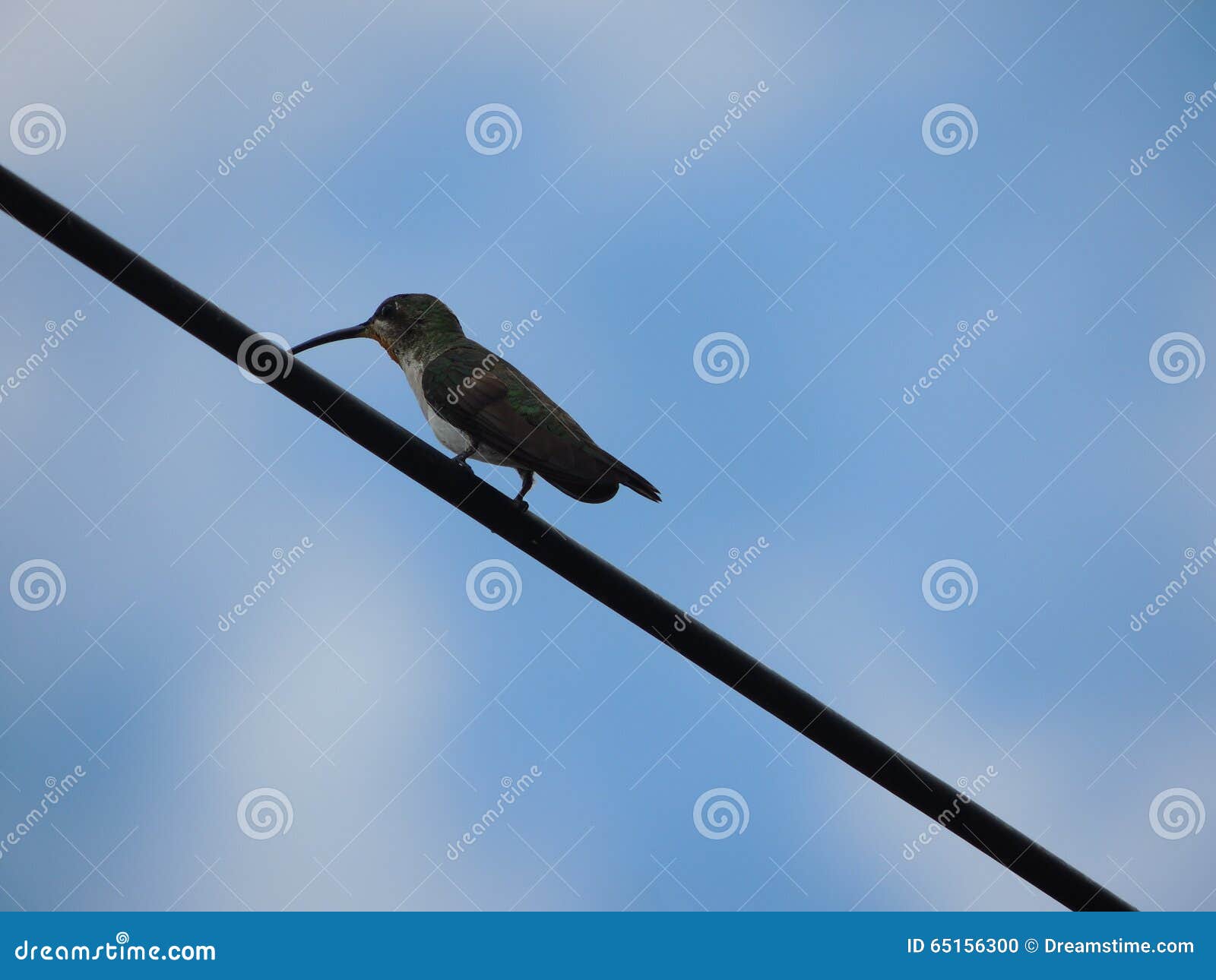 Hummingbird on a Cord Passed Over Stock Photo - Image of cord, yellow ...