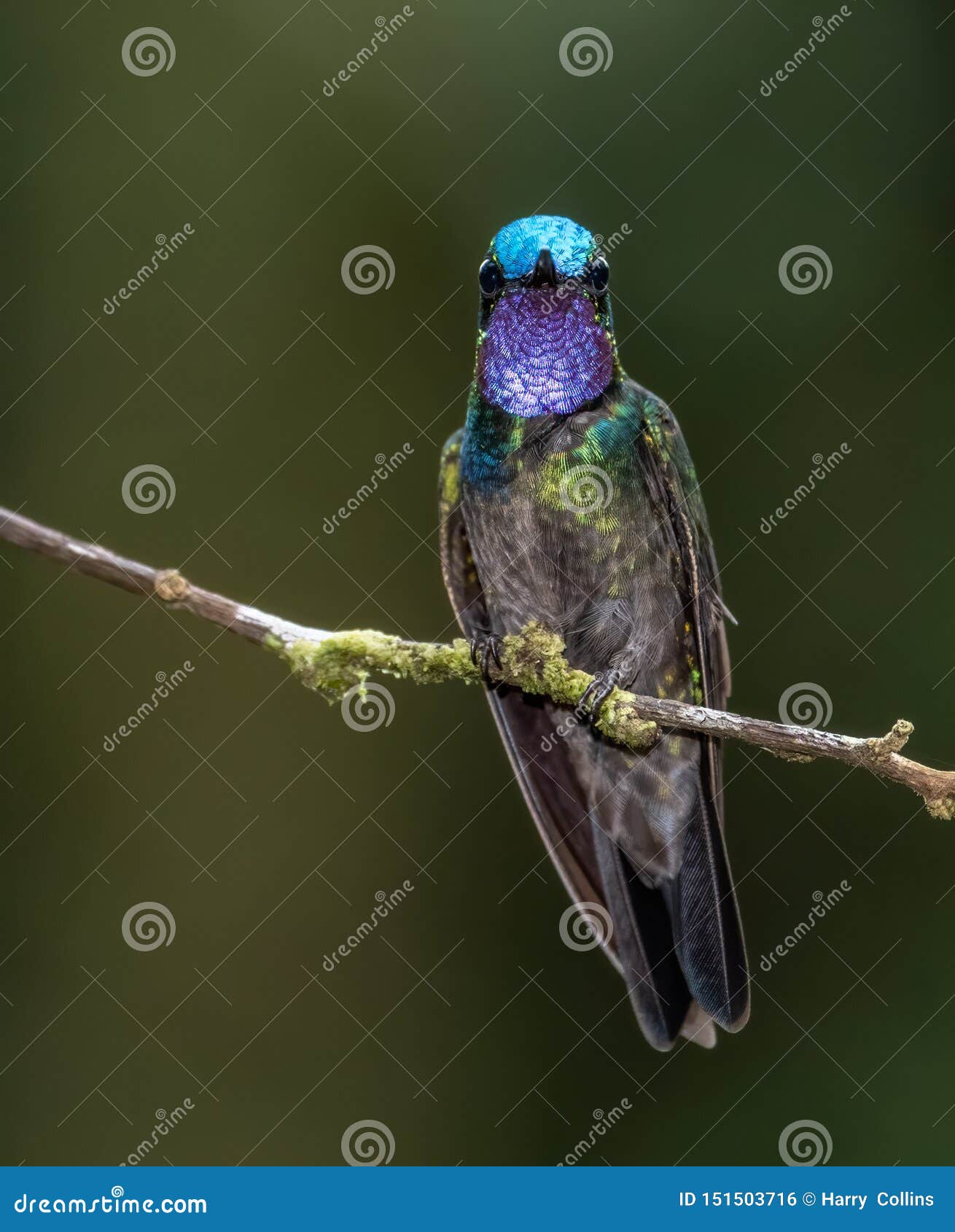 Hummingbird in Costa Rica stock photo. Image of grey - 151503716