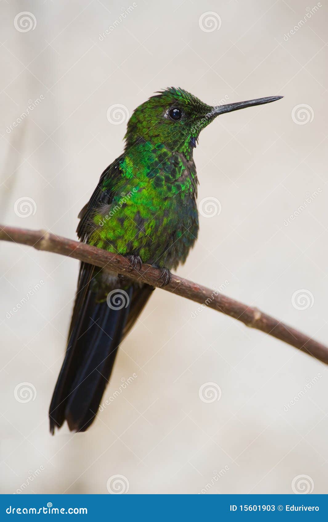 Hummingbird from Costa Rica Stock Image - Image of jacula, drinking ...