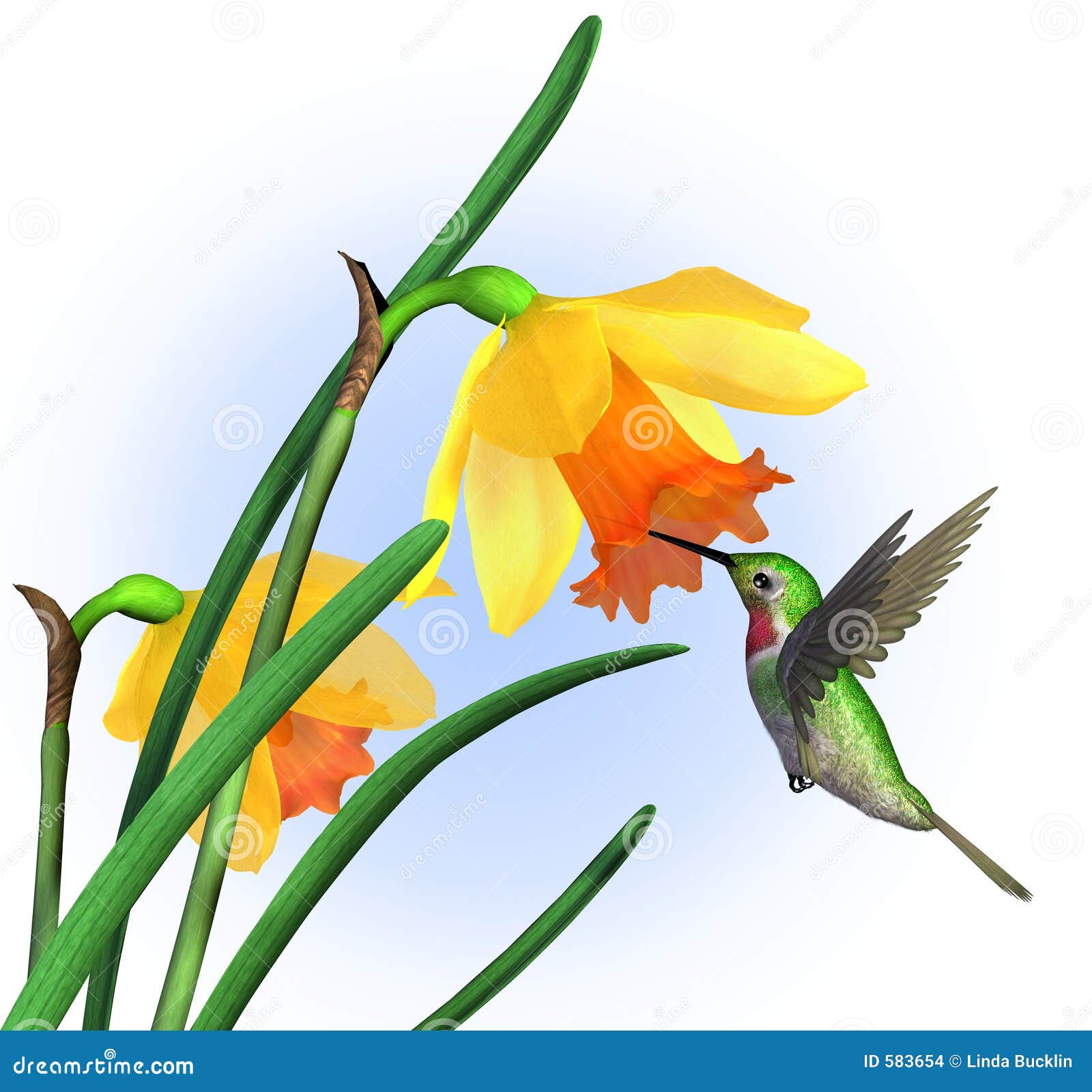 Hummingbird with Daffodils - with Clipping Path Stock Illustration ...