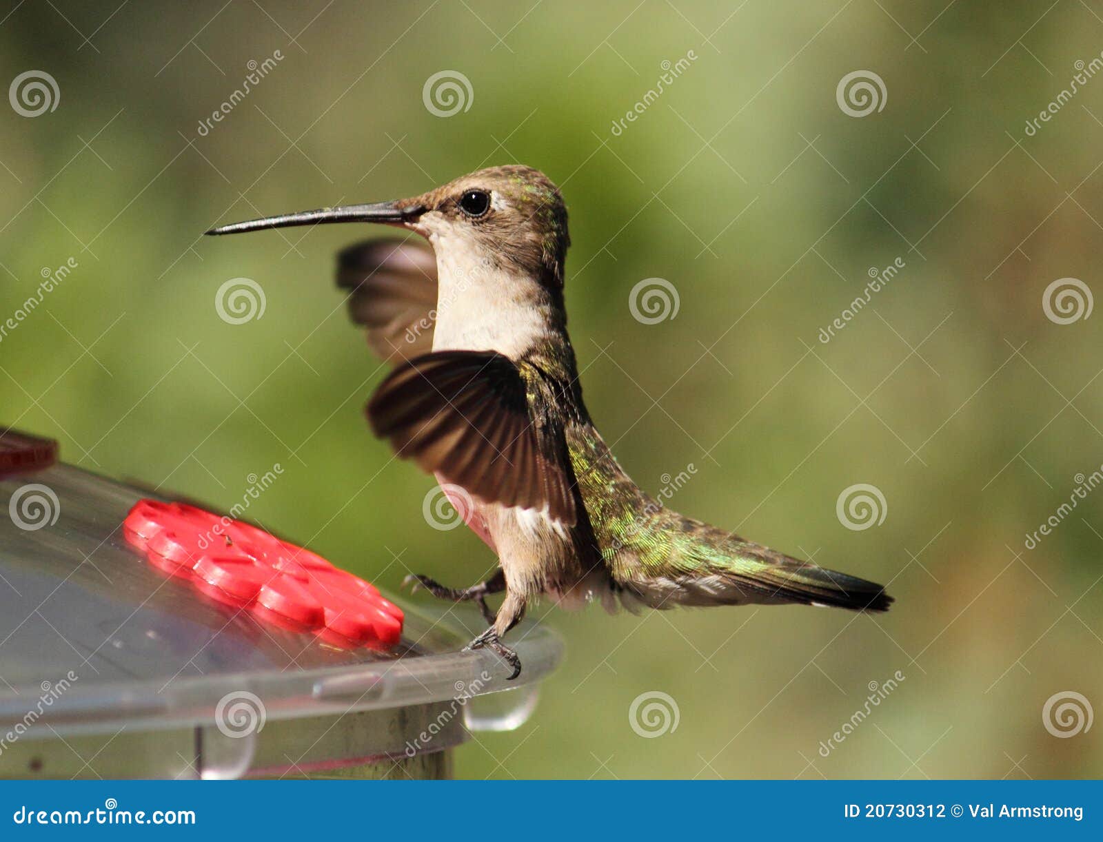 Hummingbird Dance stock photo. Image of foul, feathers - 20730312