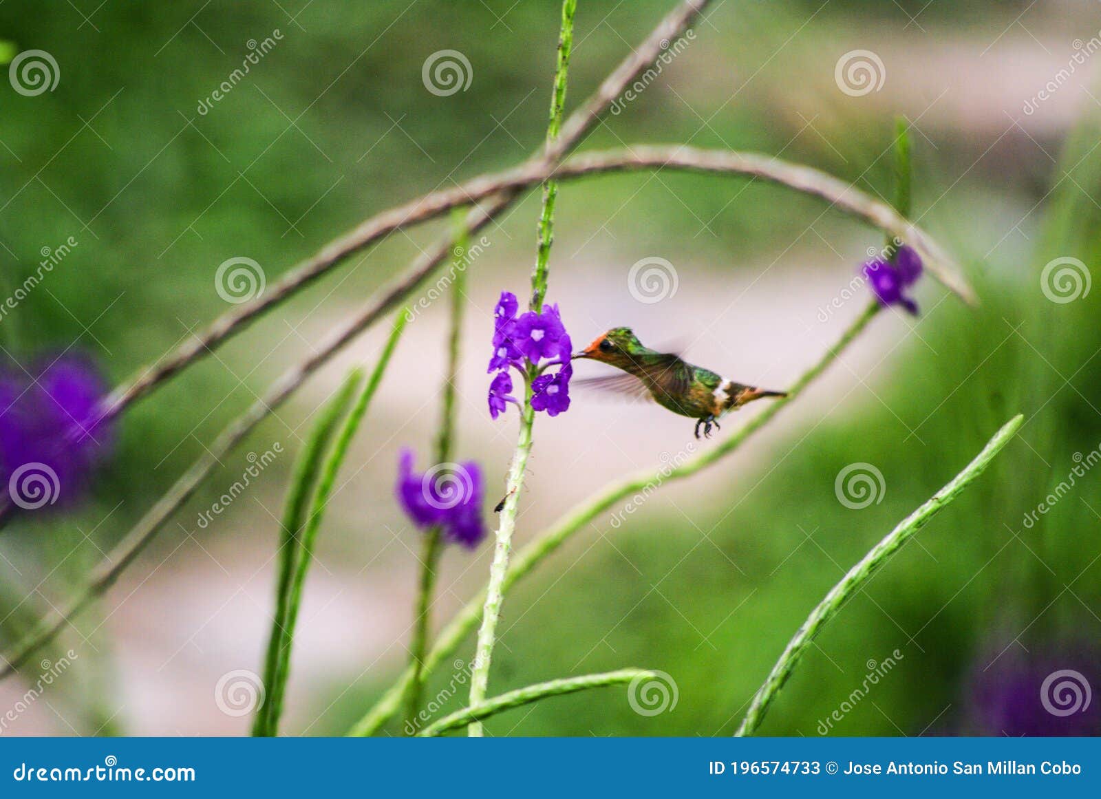 Hummingbird on a Flower in the Amazon Rainforest of Peru Stock Image ...