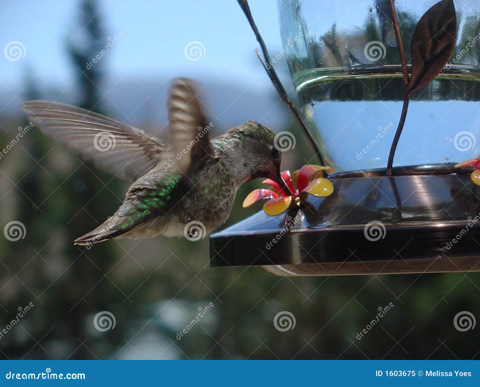 Big Hummingbird Drinking Nectar From Puya Weberbaueri Flower At The ...