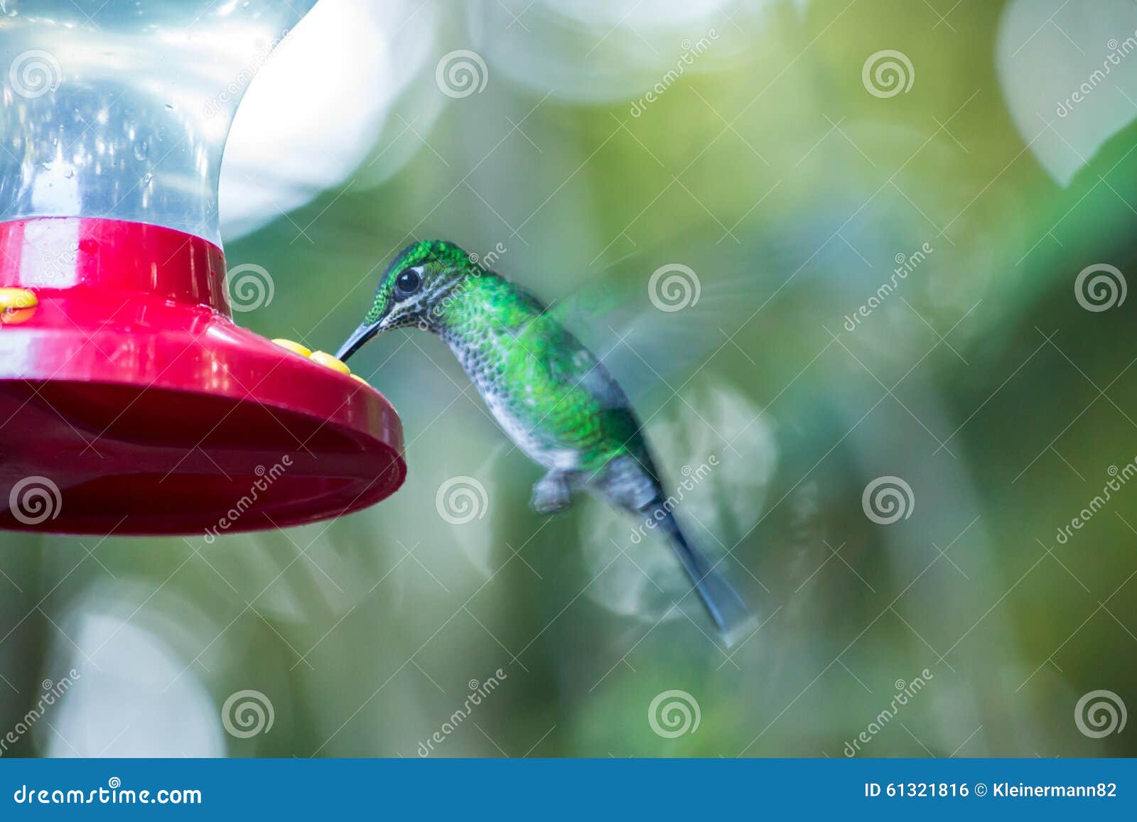 Hummingbird Drinking from a Container Stock Photo - Image of feeding ...