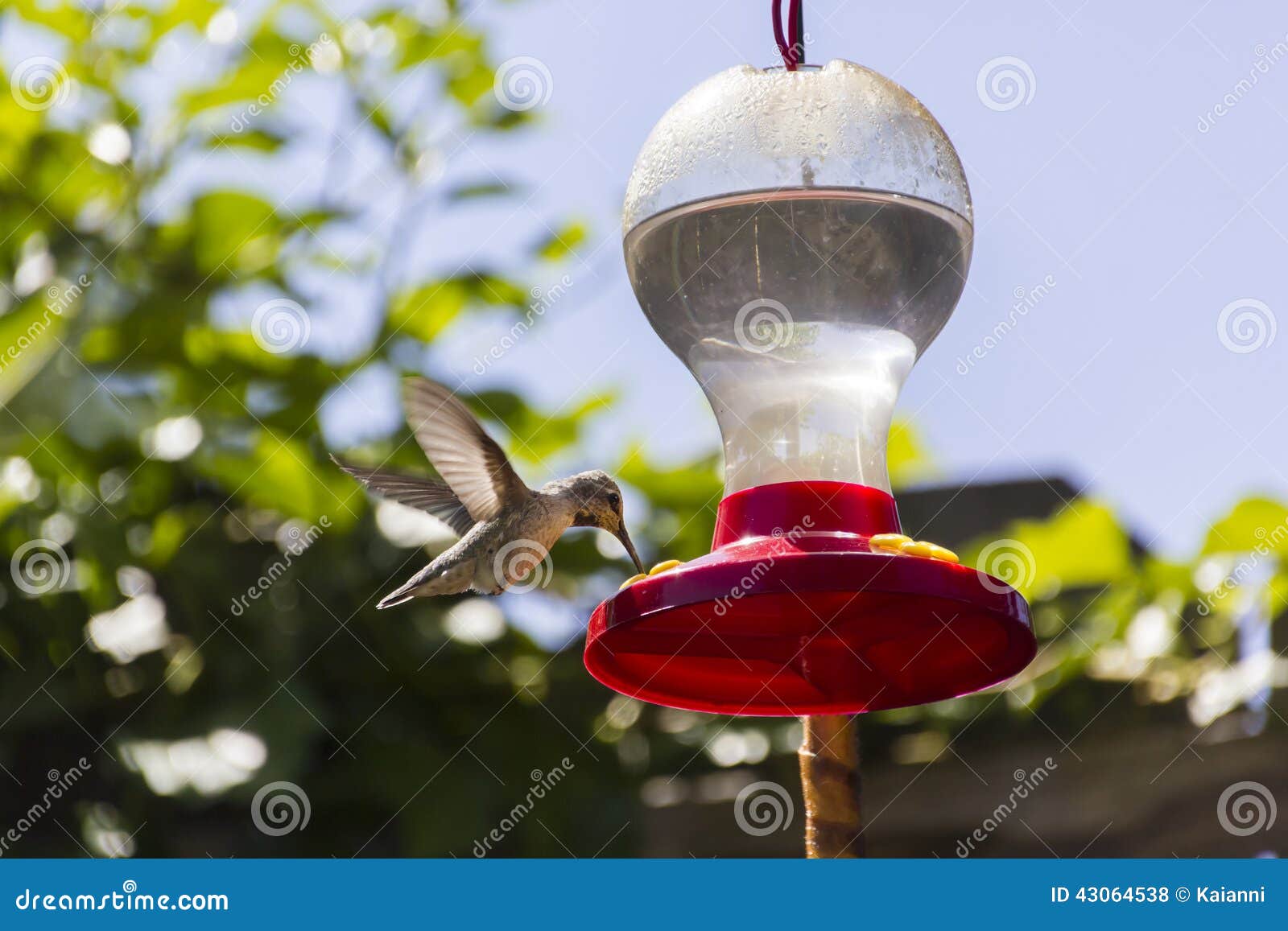 Hummingbird Drinking from a Feeder Stock Photo - Image of drinking ...