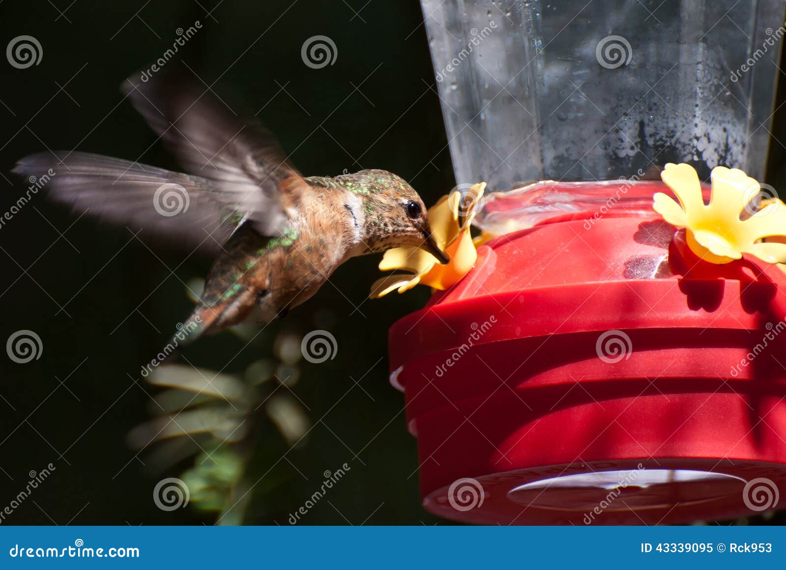 Hummingbird Drinking from a Feeder Stock Image - Image of circling ...