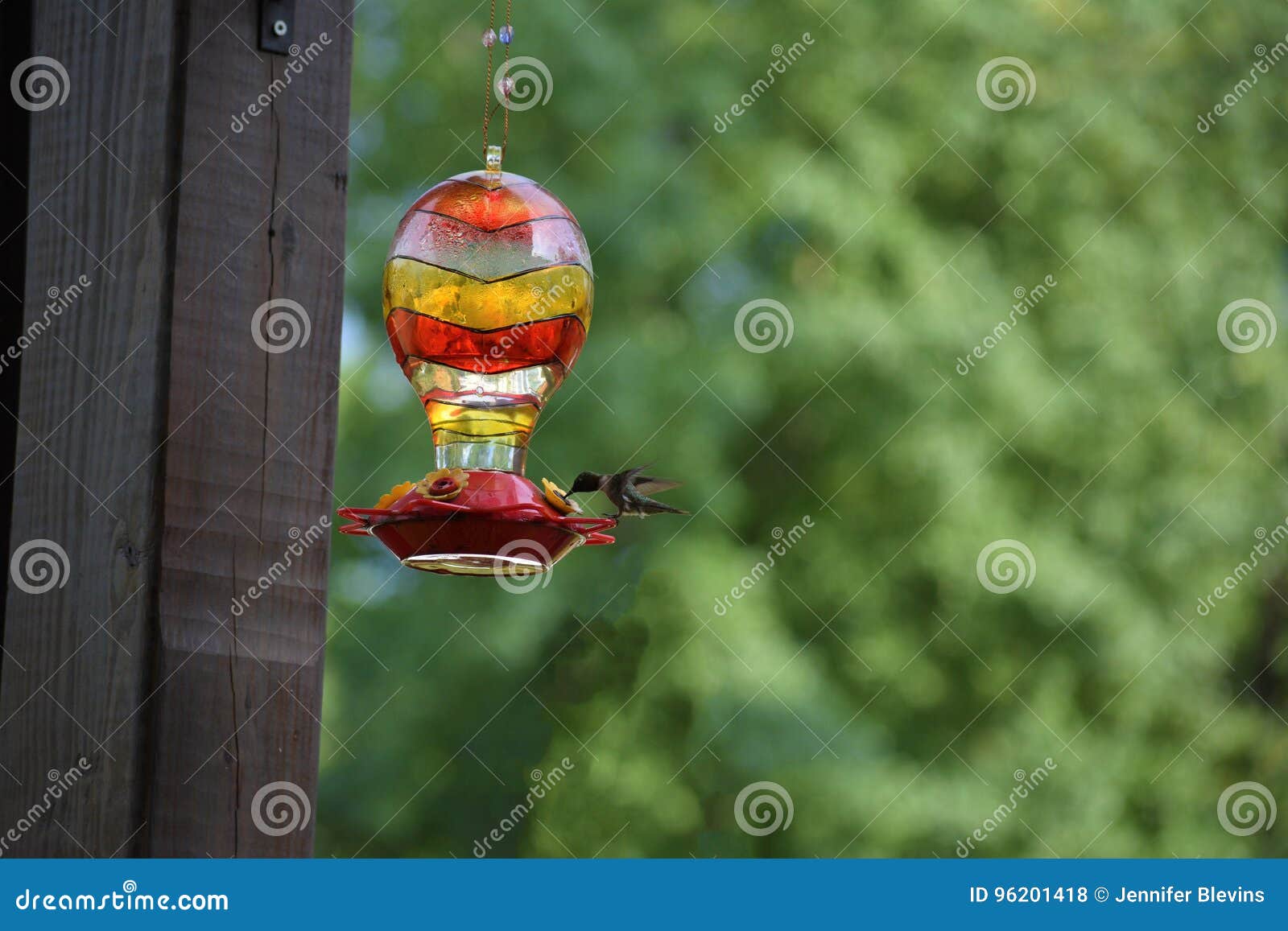 Hummingbird Drinking Nectar Stock Photo - Image of feeder, outdoor ...