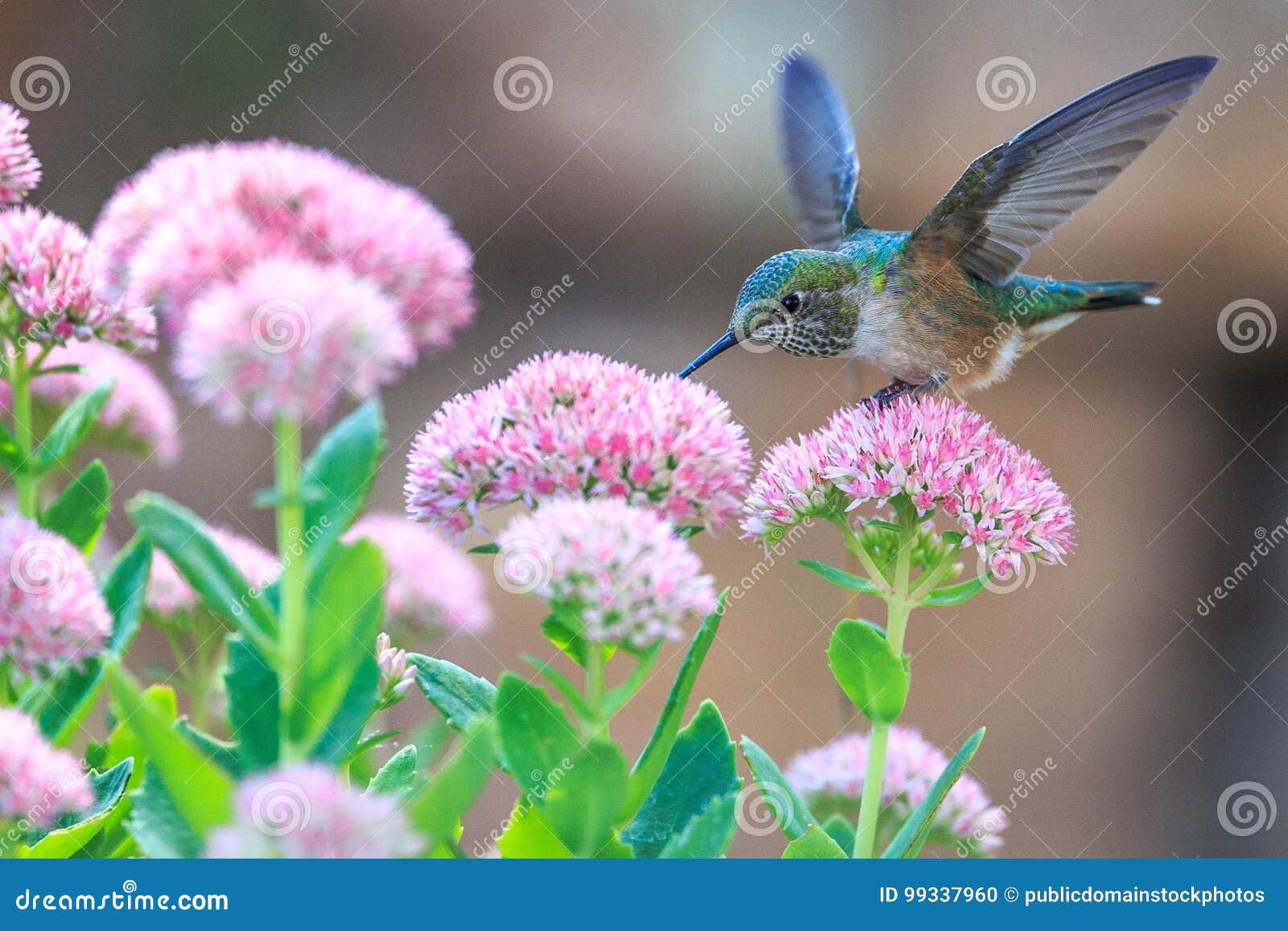 Hummingbird Drinking Nectar Picture. Image: 99337960