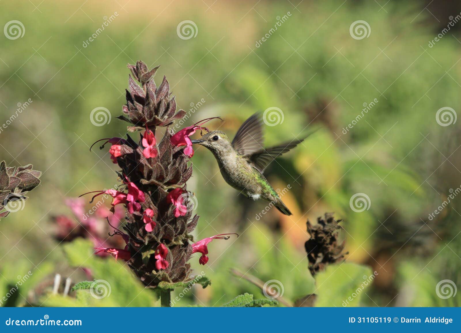Hummingbird Drinking Nectar Stock Image - Image of tiny, flowers: 31105119