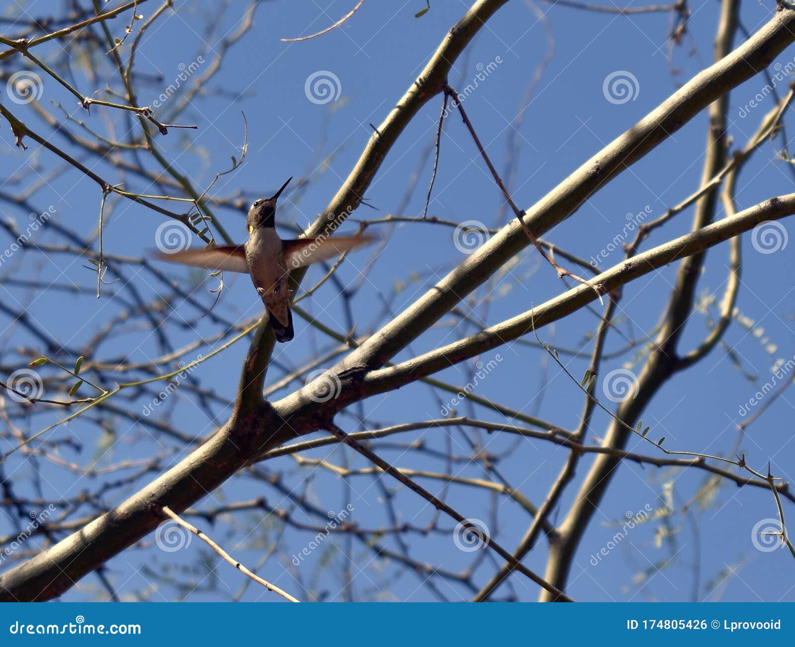 Hummingbird Drinking Tree Sap Stock Photo - Image of scene ...