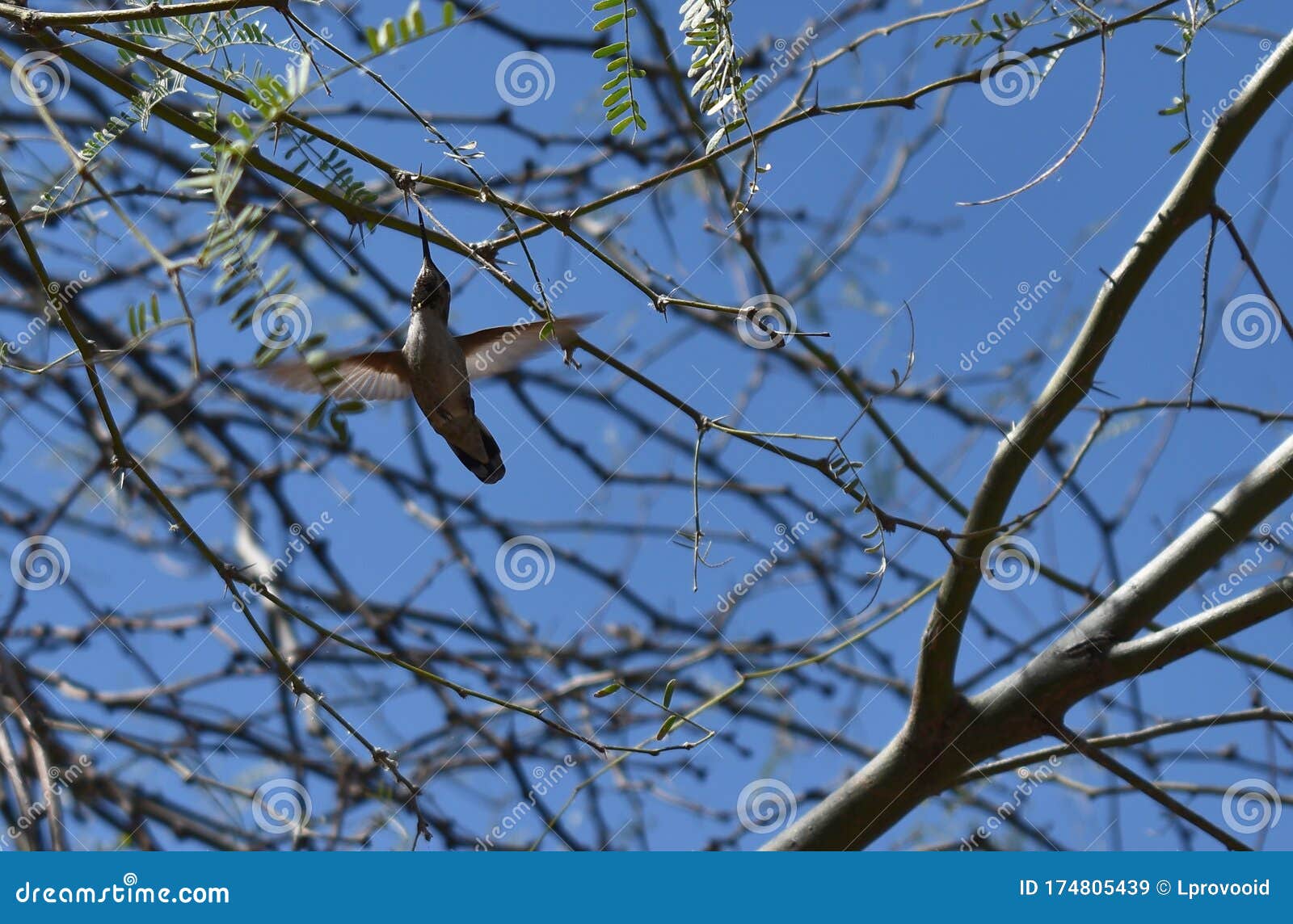 Hummingbird Drinking Tree Sap Stock Image - Image of nest, watching ...