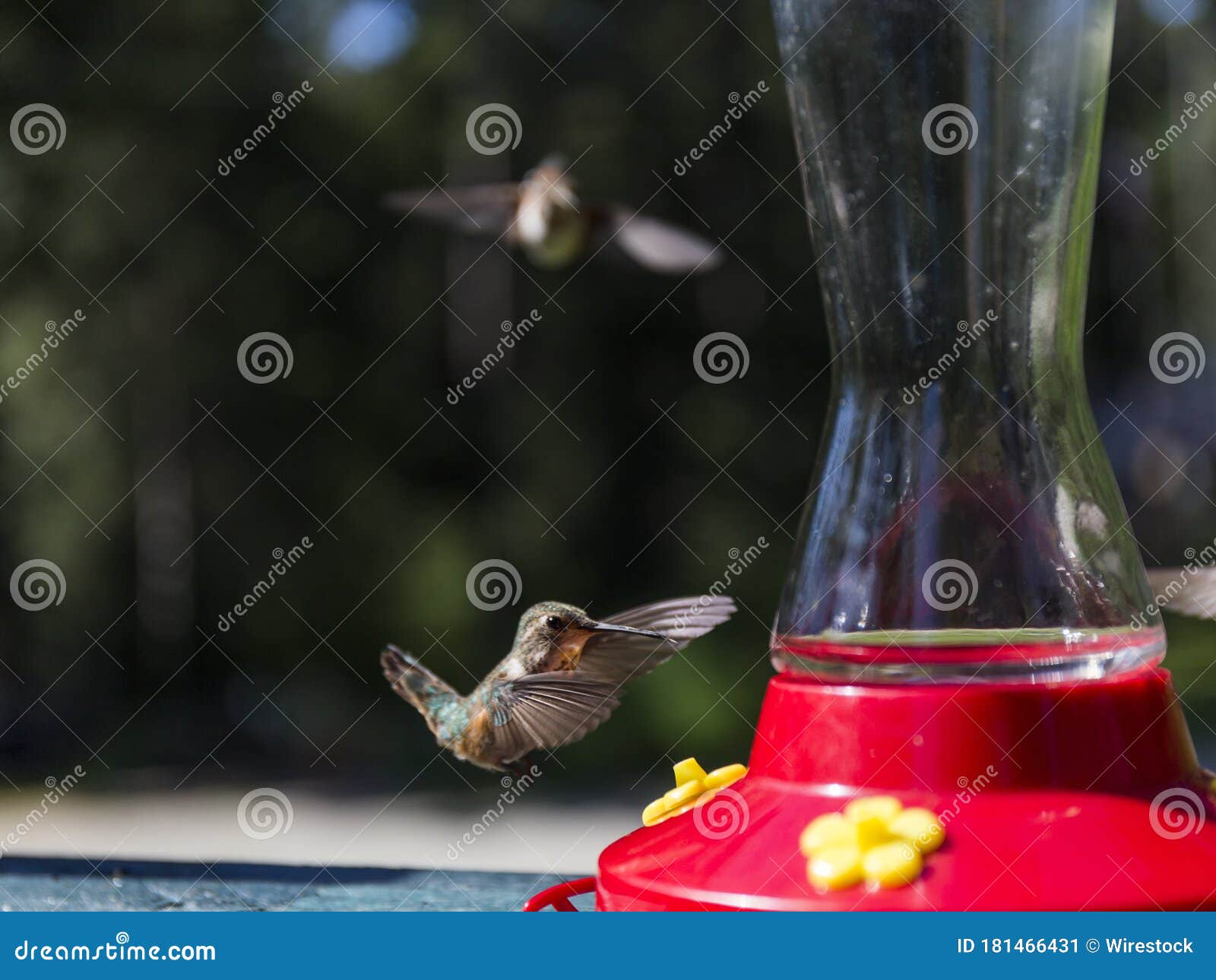 Hummingbird eating stock image. Image of hummingbird - 181466431