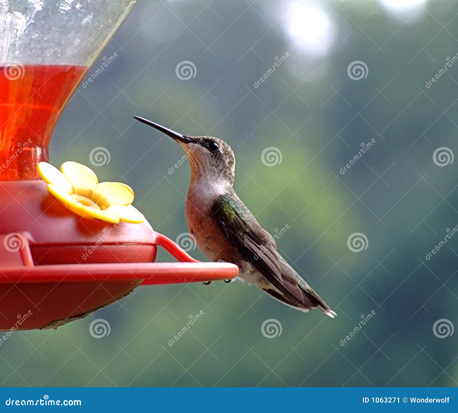 Hummingbird at Feeder stock image. Image of ornithology - 1063271