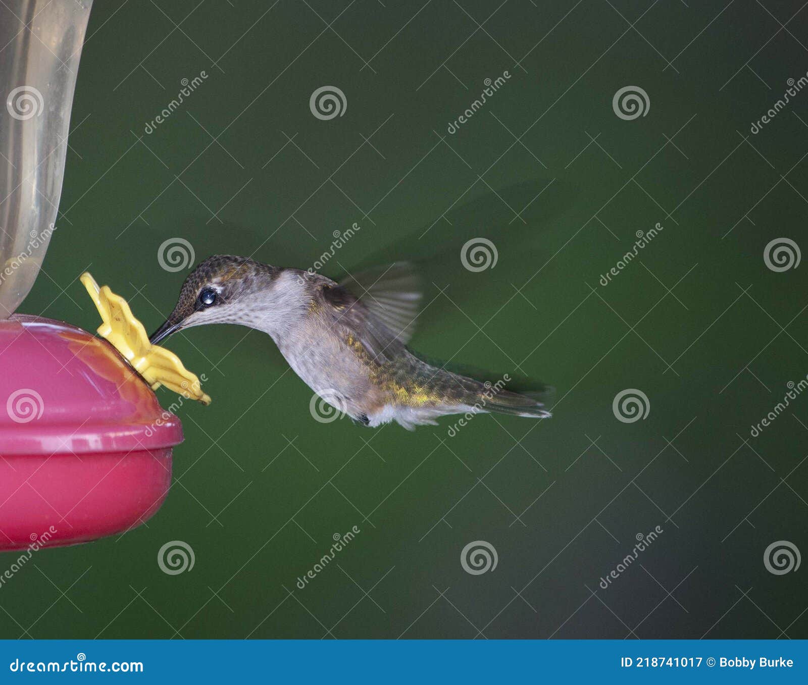 Hummingbird in Flight stock image. Image of yellow, flight - 218741017