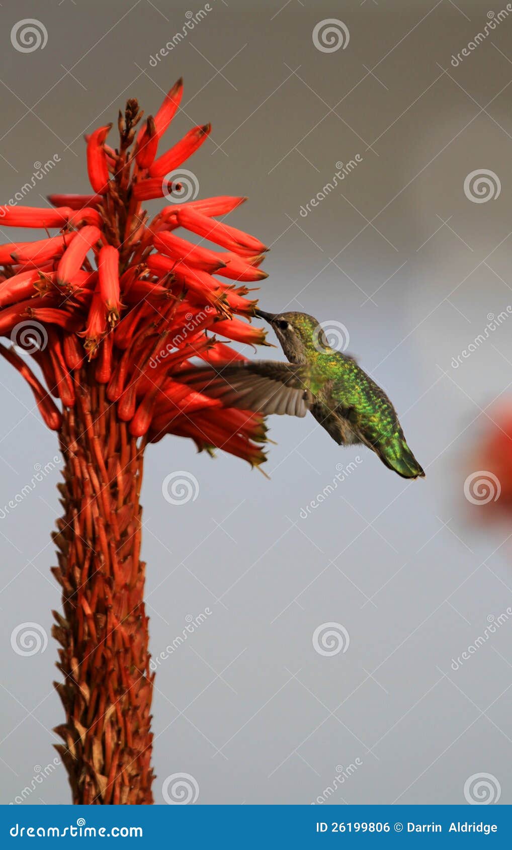Hummingbird Feeding on Flower Stock Photo - Image of feeding, plant ...