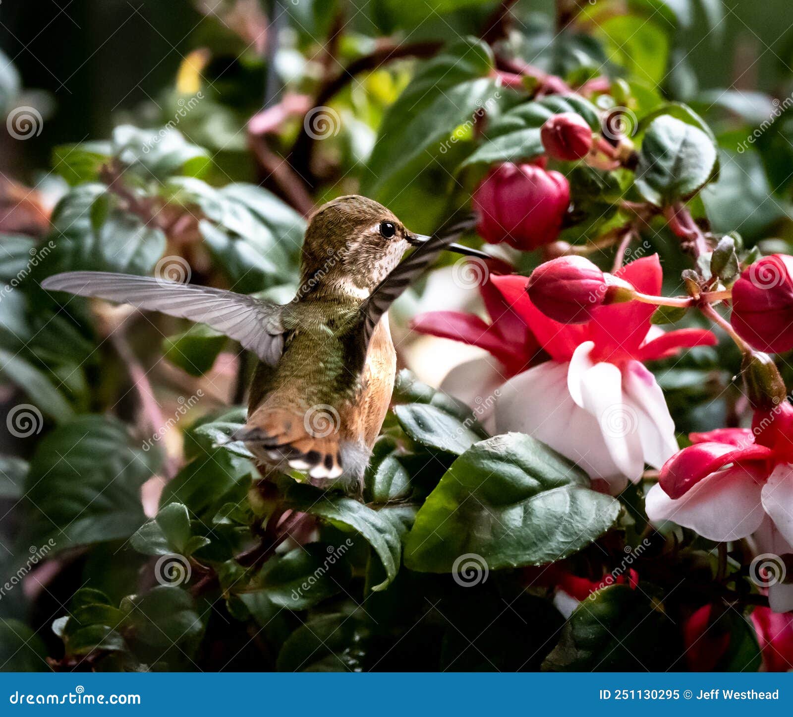 Hummingbird Feeding on a Fuchsia Plant Stock Image - Image of flight ...