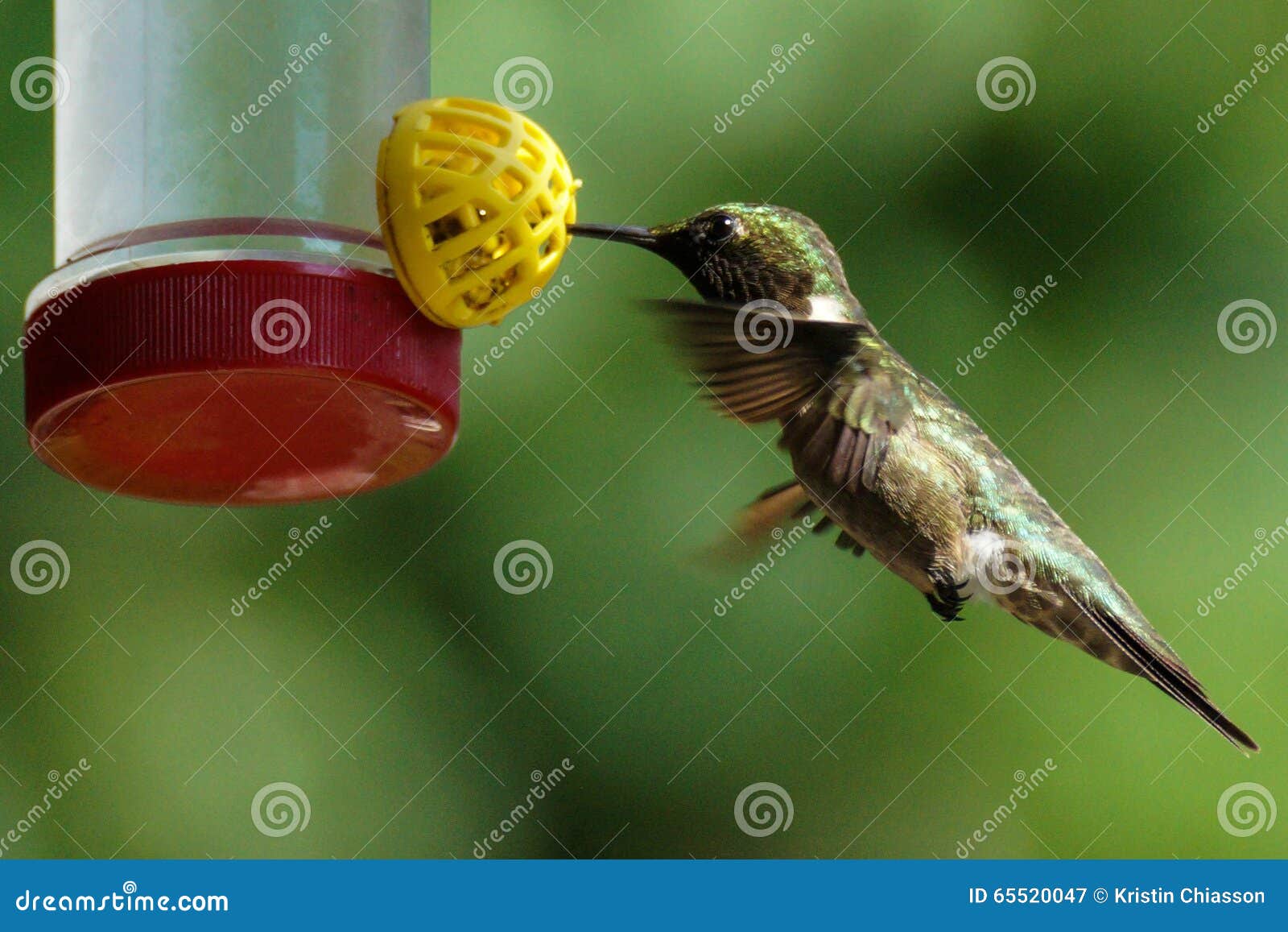 Hummingbird feeding stock image. Image of fast, feeder - 65520047