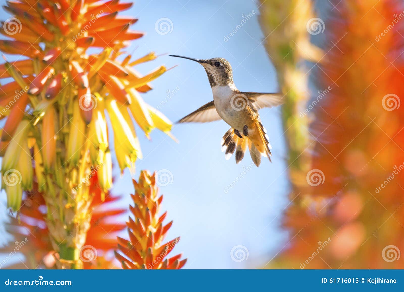 Hummingbird stock image. Image of feeding, animal, gray - 61716013