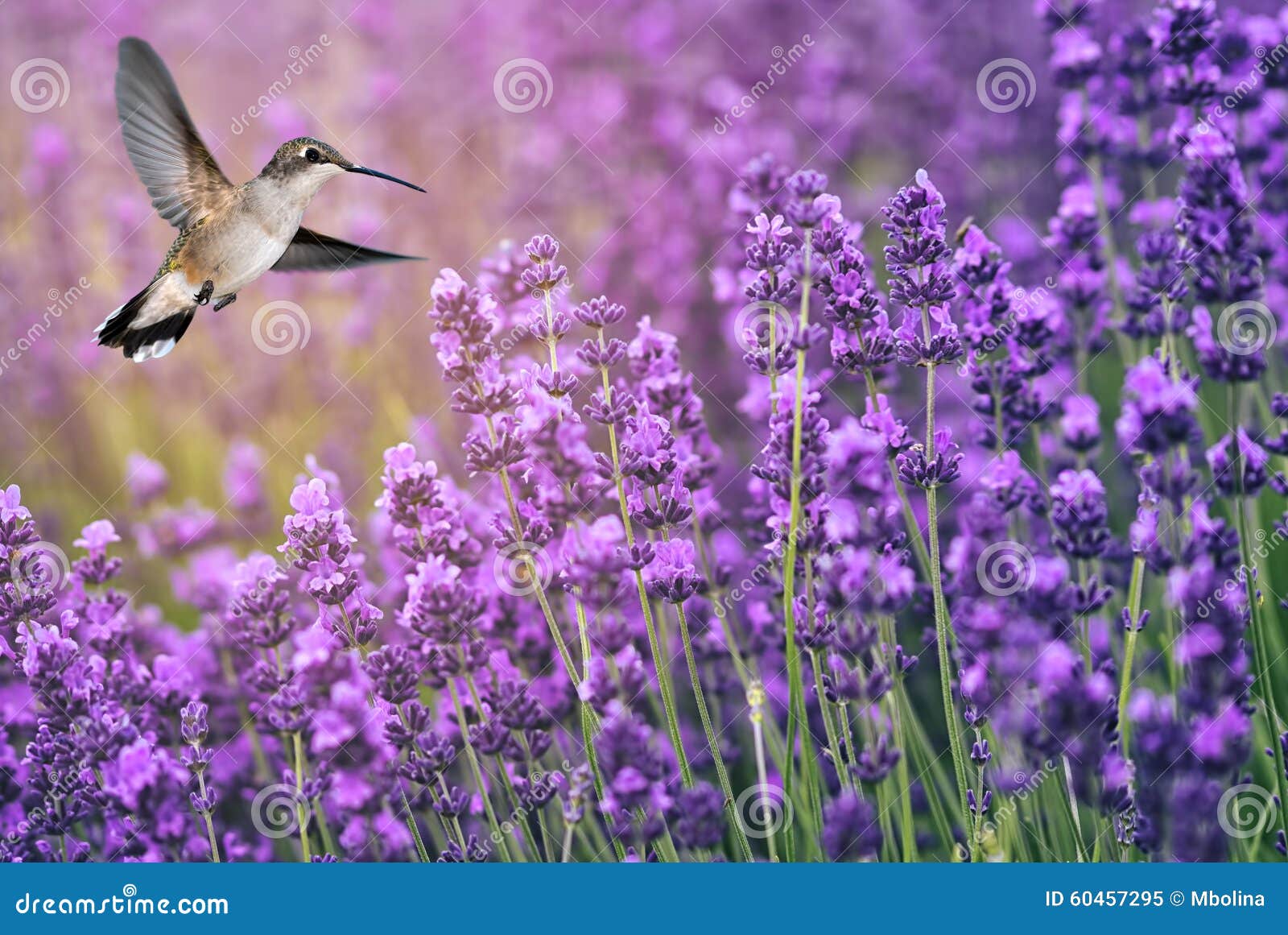 Hummingbird Feeding on Wild Flowers Stock Image - Image of birdwatching ...