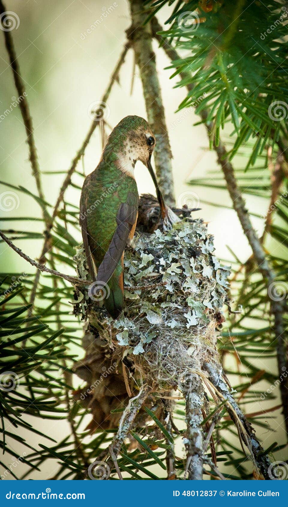 Hummingbird Feeding Young stock image. Image of nature - 48012837