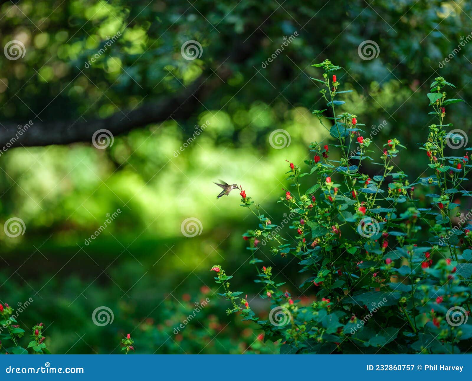 Backlit Hummingbird Feeds Stock Photos - Free & Royalty-Free Stock ...