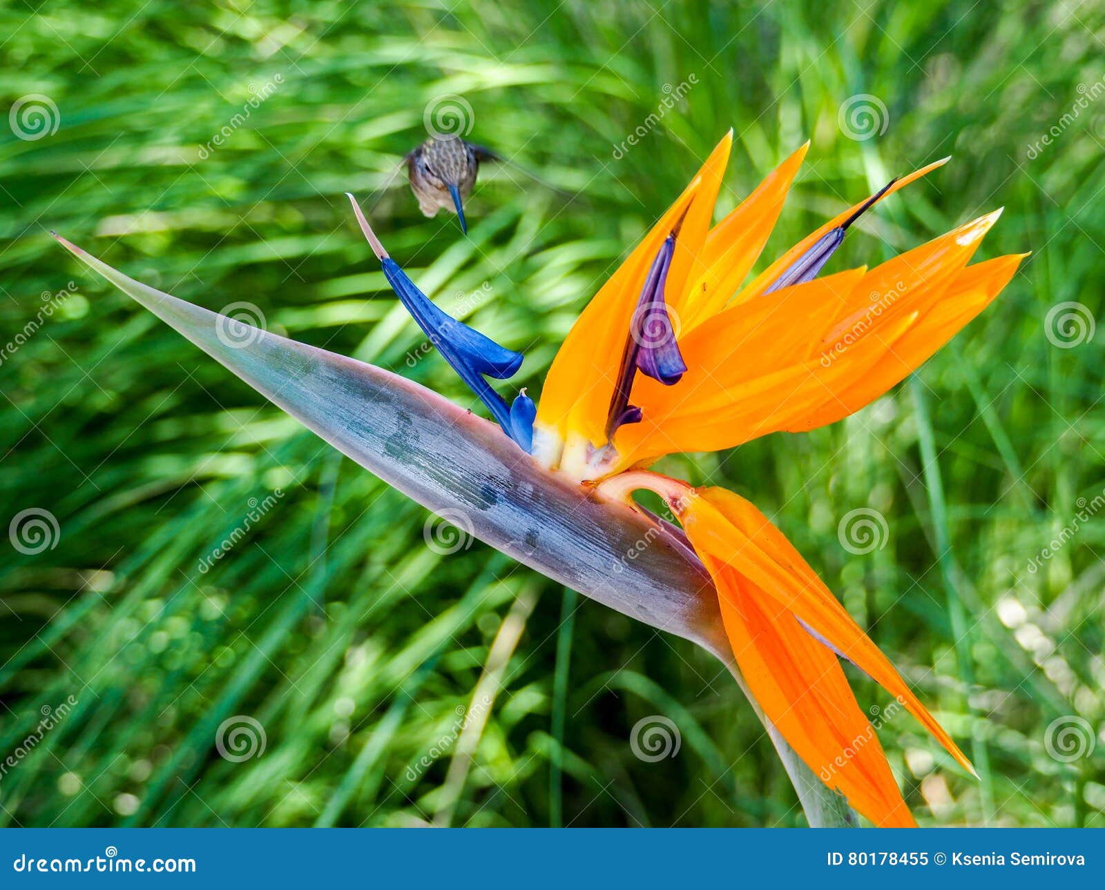 Hummingbird Feeds on Nectar from a Bird of Paradise Flower Stock Image ...