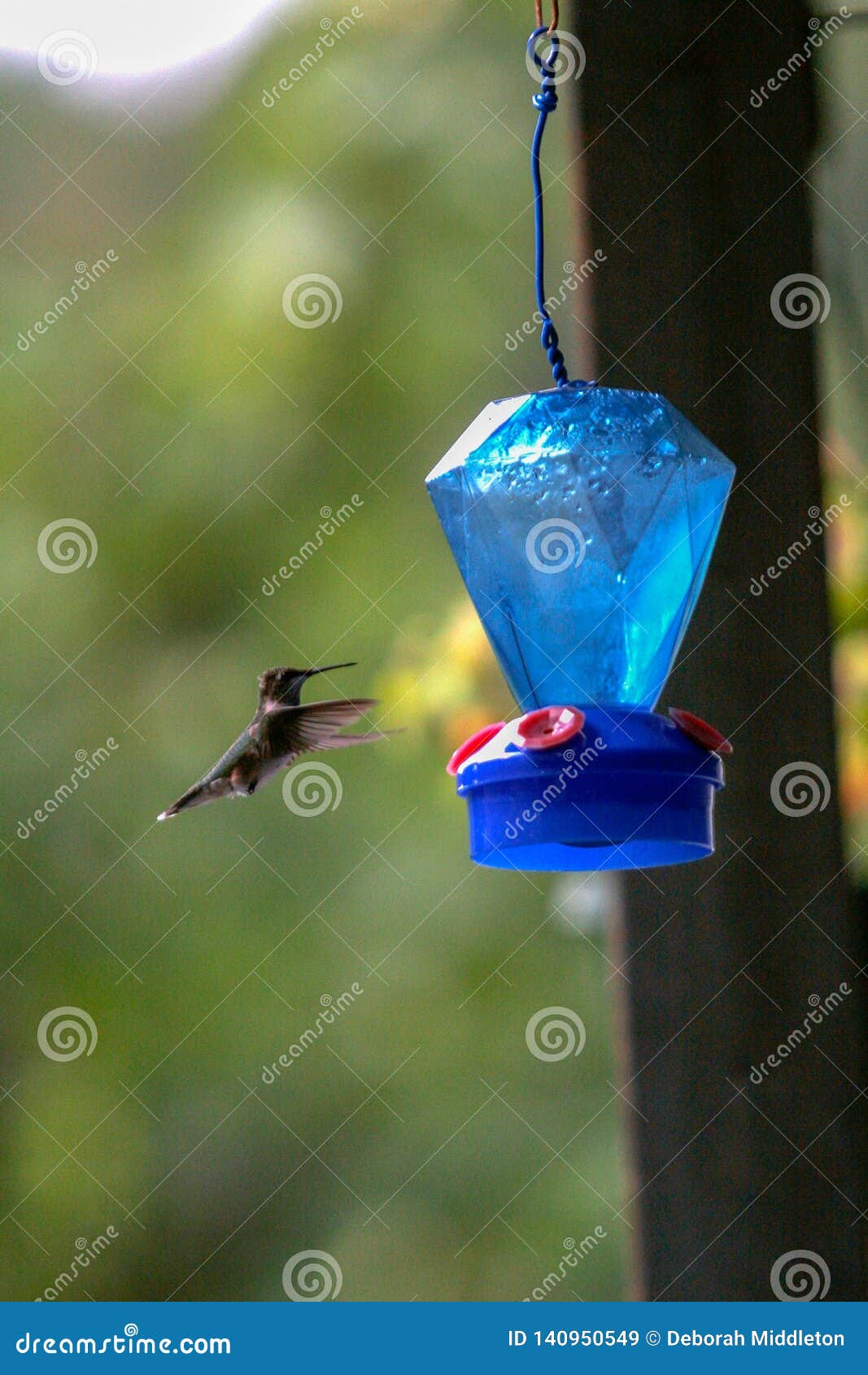 Hummingbird Flapping Forward As Approaching Feeder Stock Image - Image ...