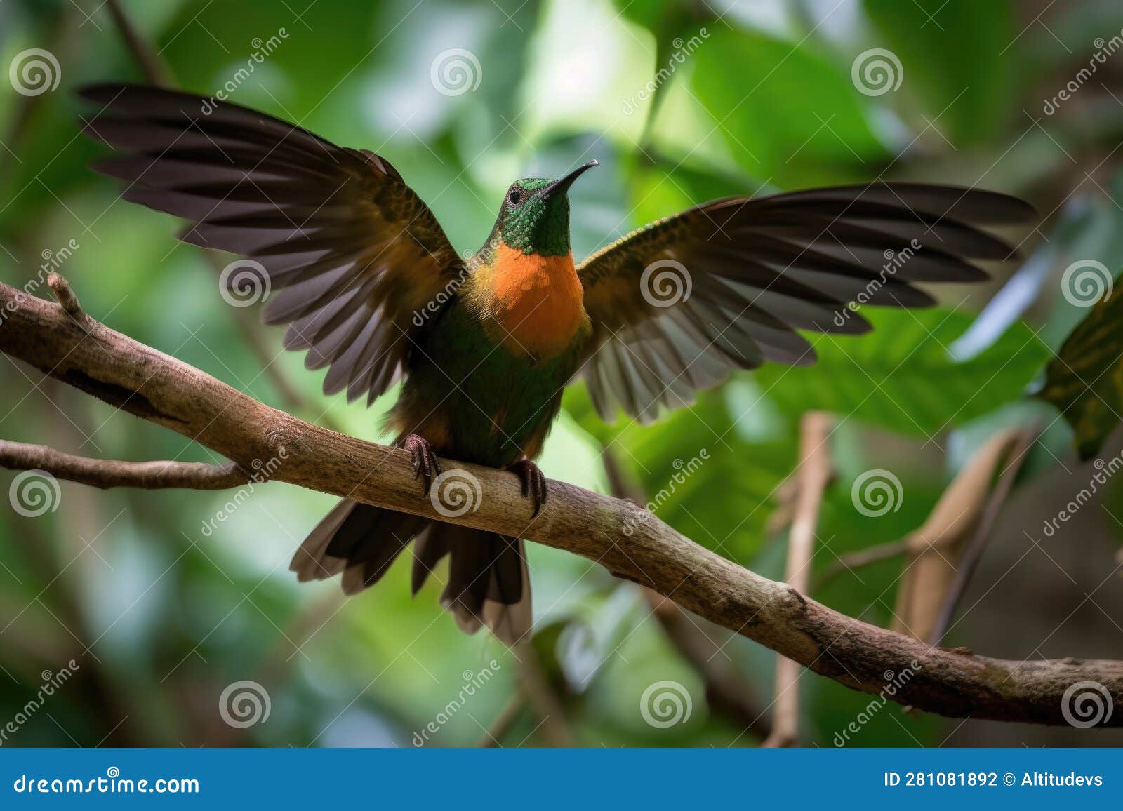 Hummingbird Flapping Its Wings and Taking Off from Branch Stock ...