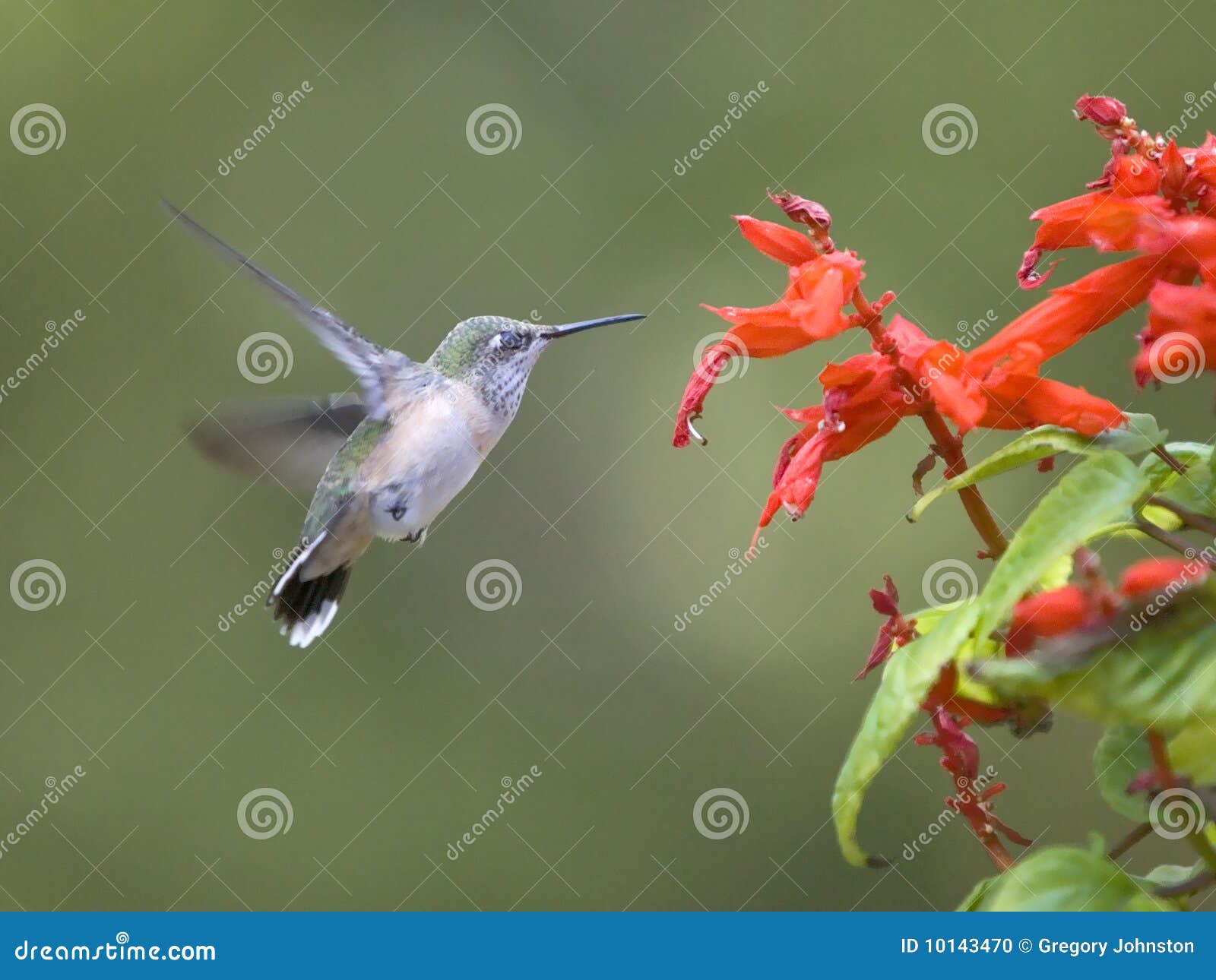 Hummingbird Flaps Its Wings. Stock Photo - Image of flight, nature ...