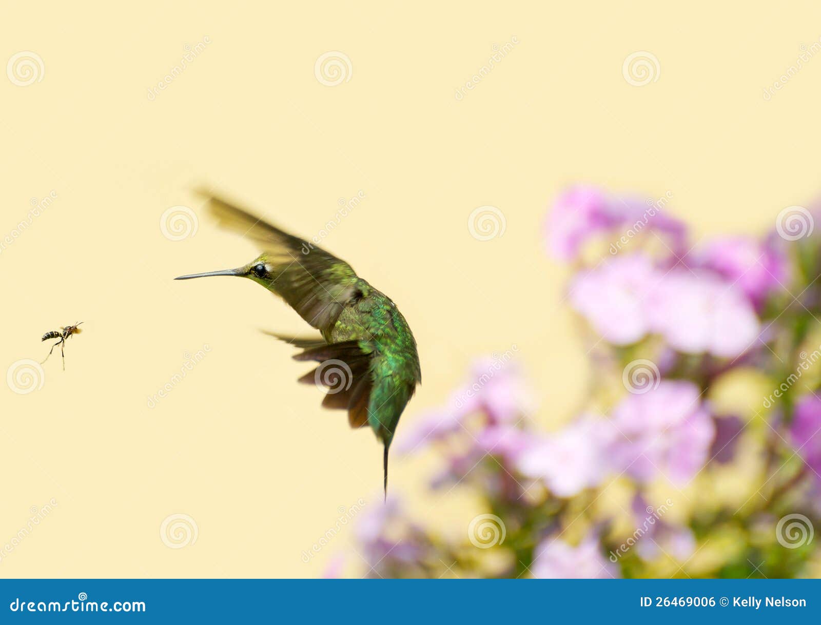 Hummingbird fleeing wasp. stock photo. Image of colorful - 26469006