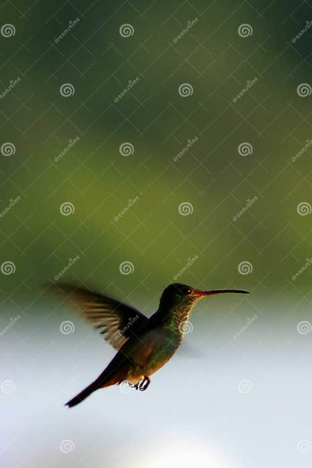Hummingbird in Flight stock image. Image of birds, hummingbird - 1577283