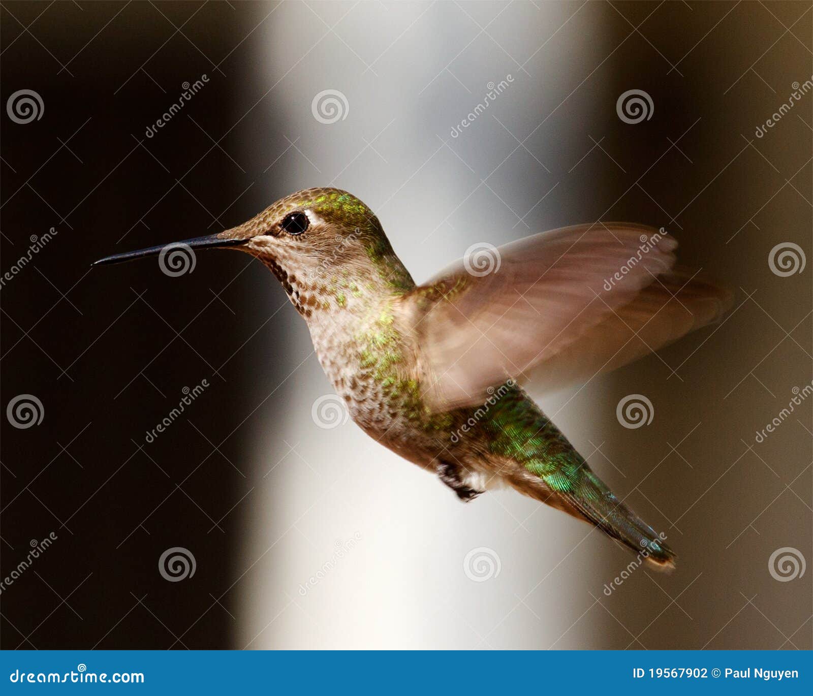 Hummingbird in Flight stock photo. Image of hovering - 19567902