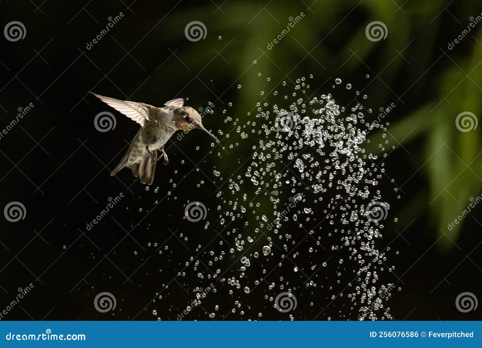 Hummingbird in Flight stock photo. Image of feathers - 256076586