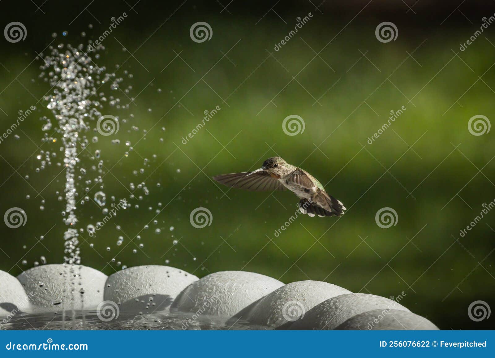 Hummingbird in Flight stock photo. Image of flying, spee - 256076622
