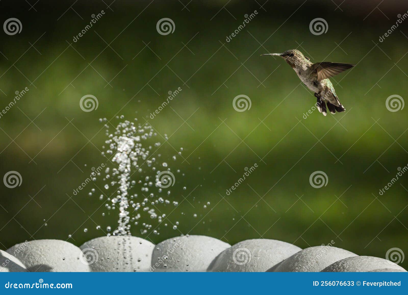 Hummingbird in Flight stock image. Image of nature, floating - 256076633