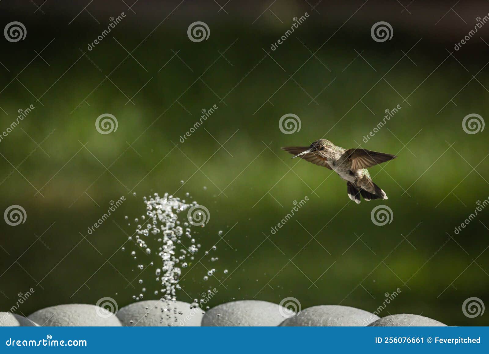 Hummingbird in Flight stock image. Image of colubris - 256076661