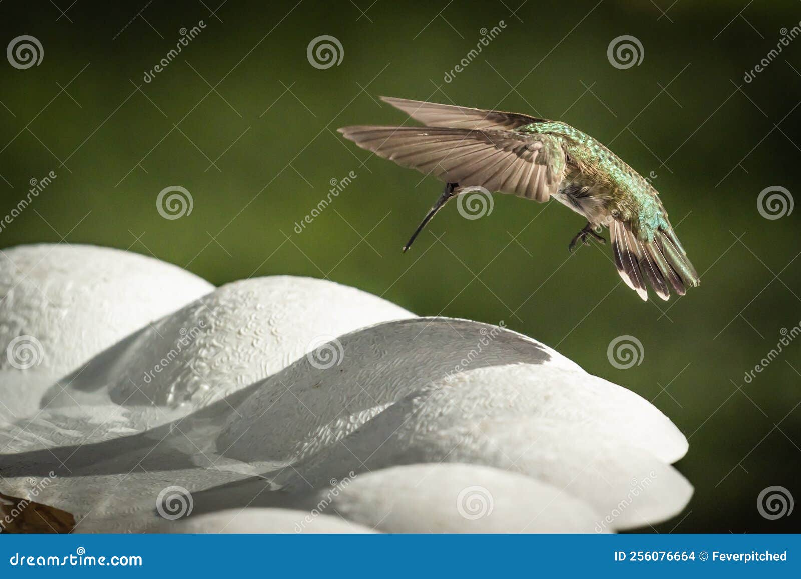 Hummingbird in Flight stock photo. Image of animal, colorful - 256076664