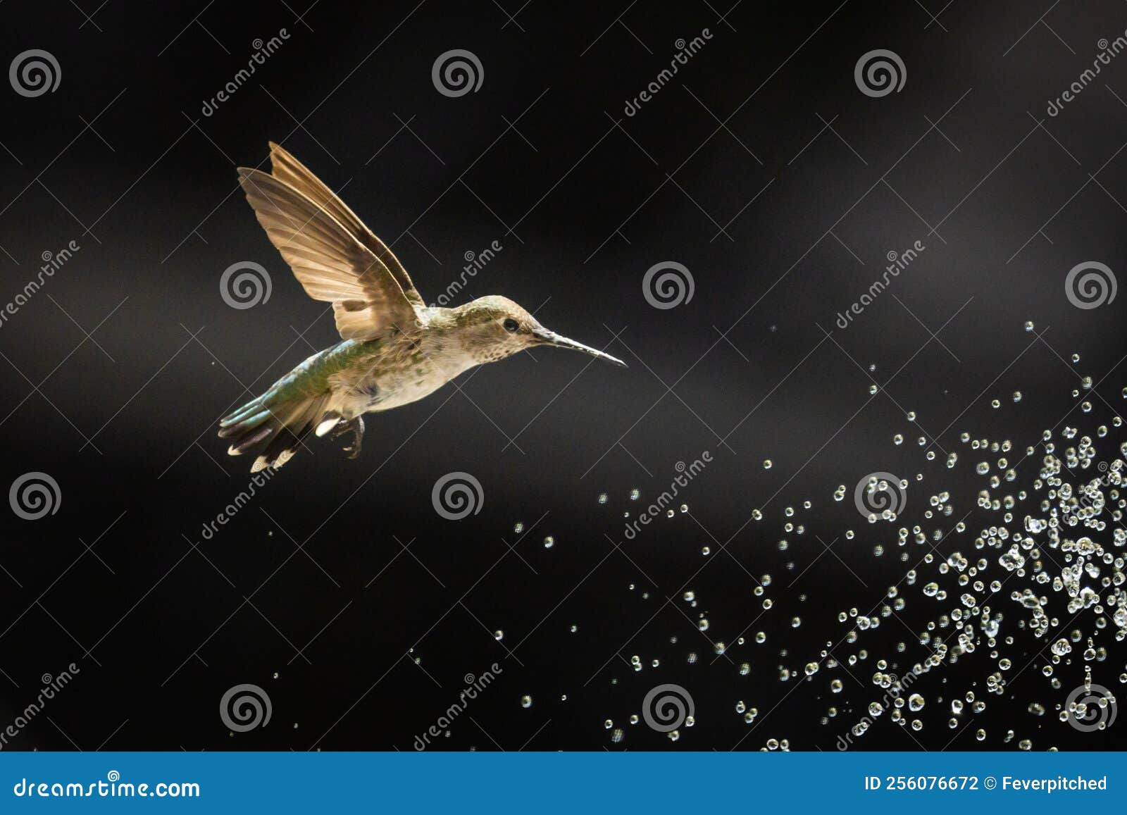 Hummingbird in Flight stock photo. Image of flight, wildlife - 256076672