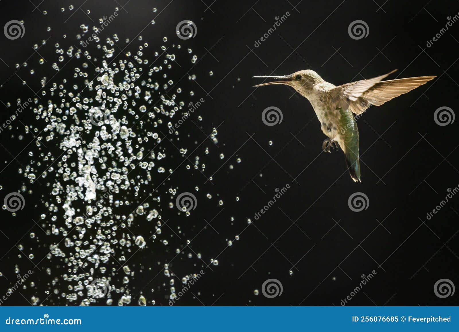 Hummingbird in Flight stock image. Image of colorful - 256076685
