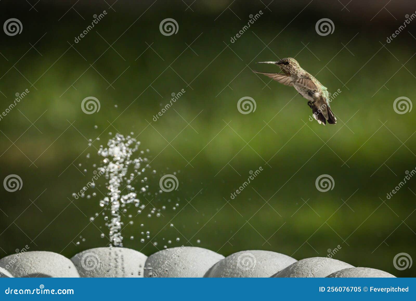 Hummingbird in Flight stock image. Image of flight, floating - 256076705