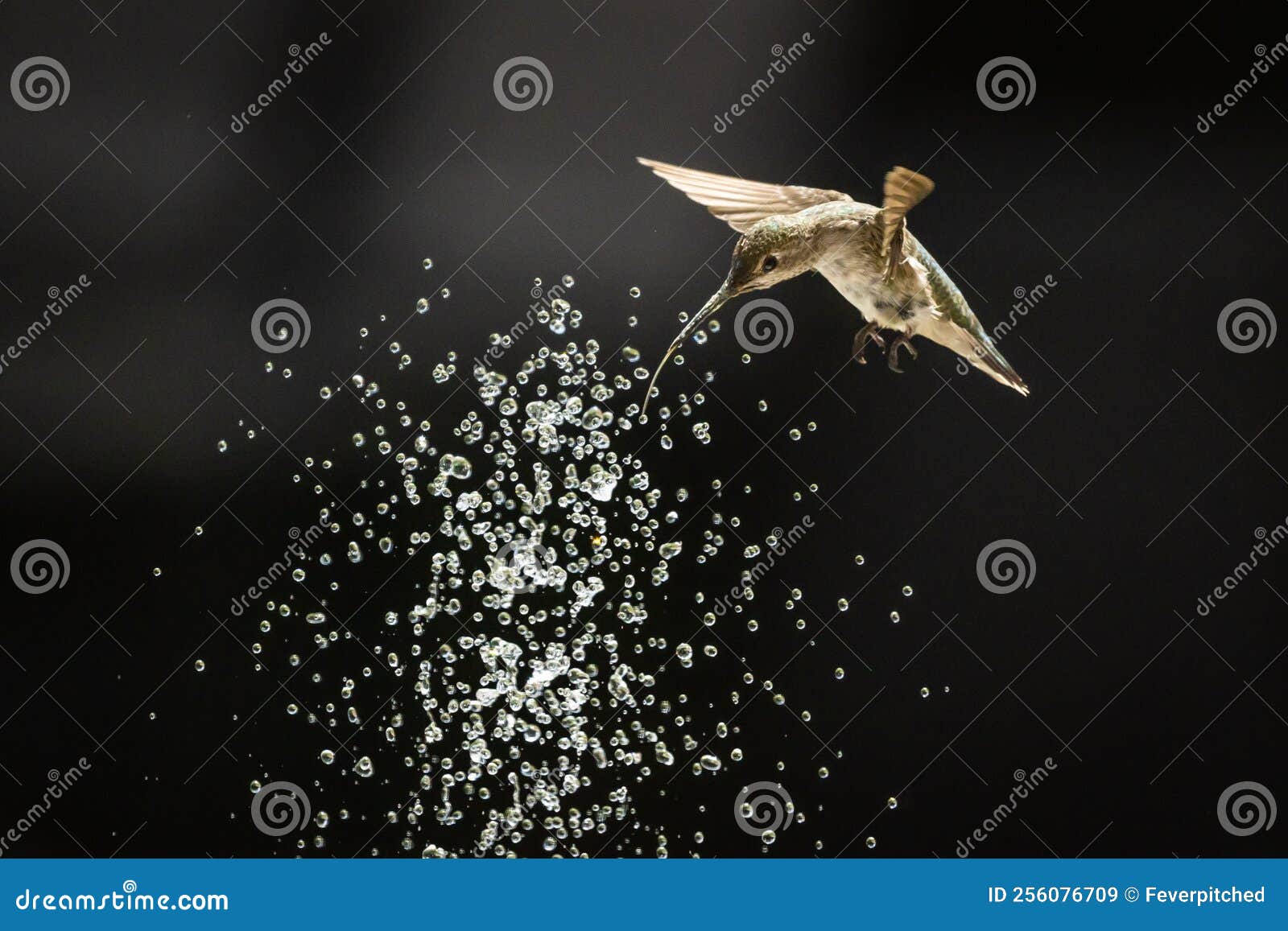 Hummingbird in Flight stock image. Image of bird, wildlife - 256076709