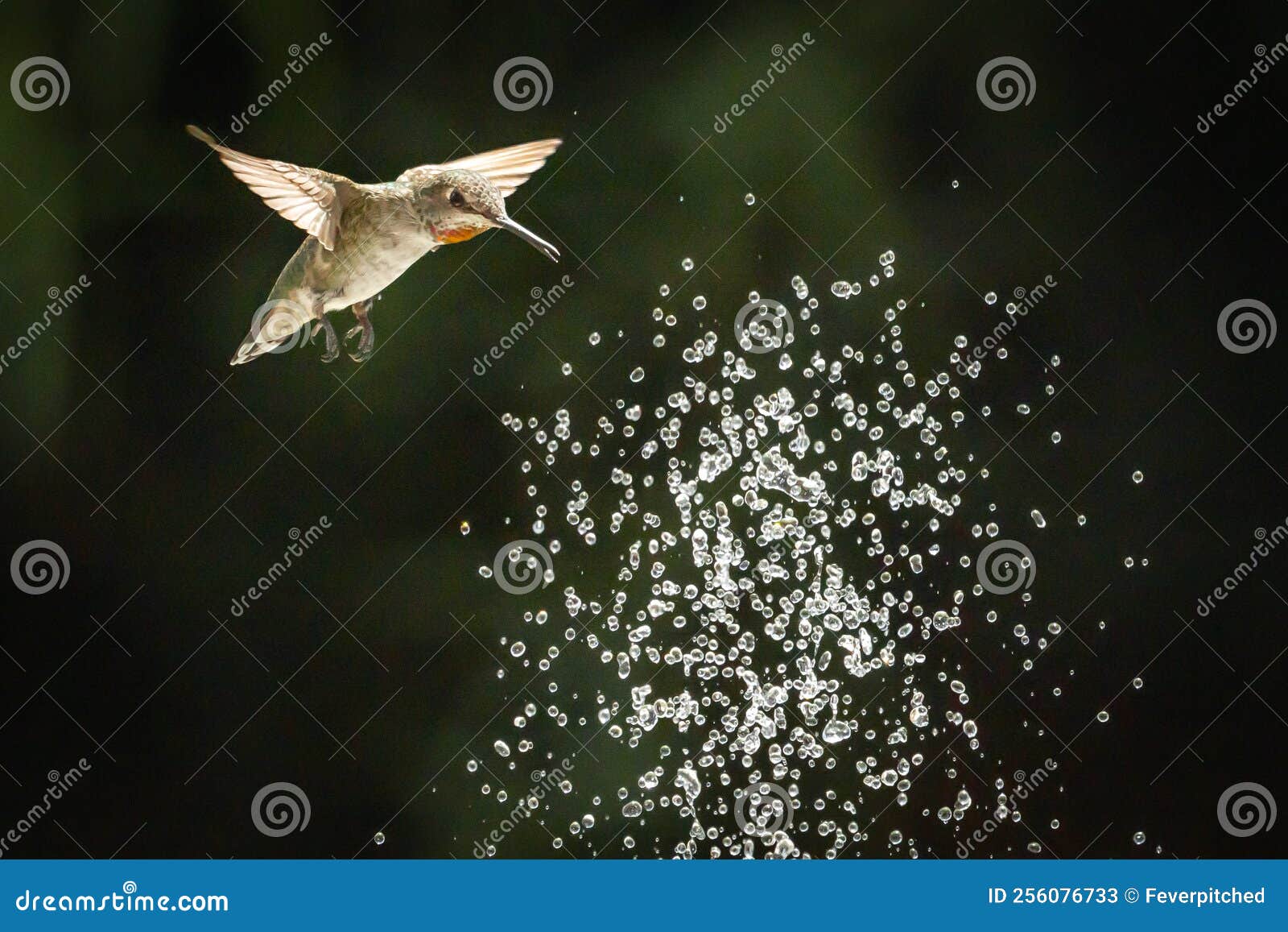 Hummingbird in Flight stock image. Image of hummingbird - 256076733