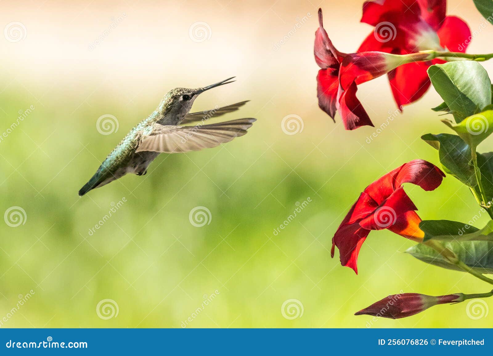 Hummingbird in Flight stock photo. Image of small, archilochus - 256076826