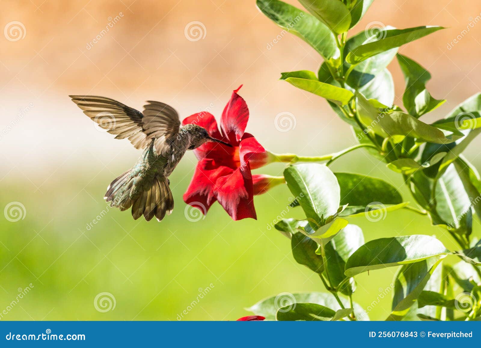Hummingbird in Flight stock image. Image of colorful - 256076843