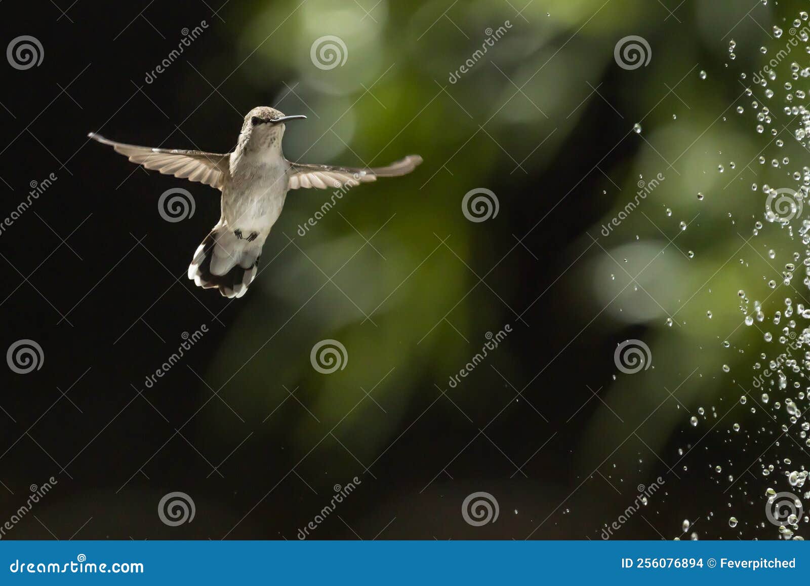 Hummingbird in Flight stock photo. Image of animal, colorful - 256076894
