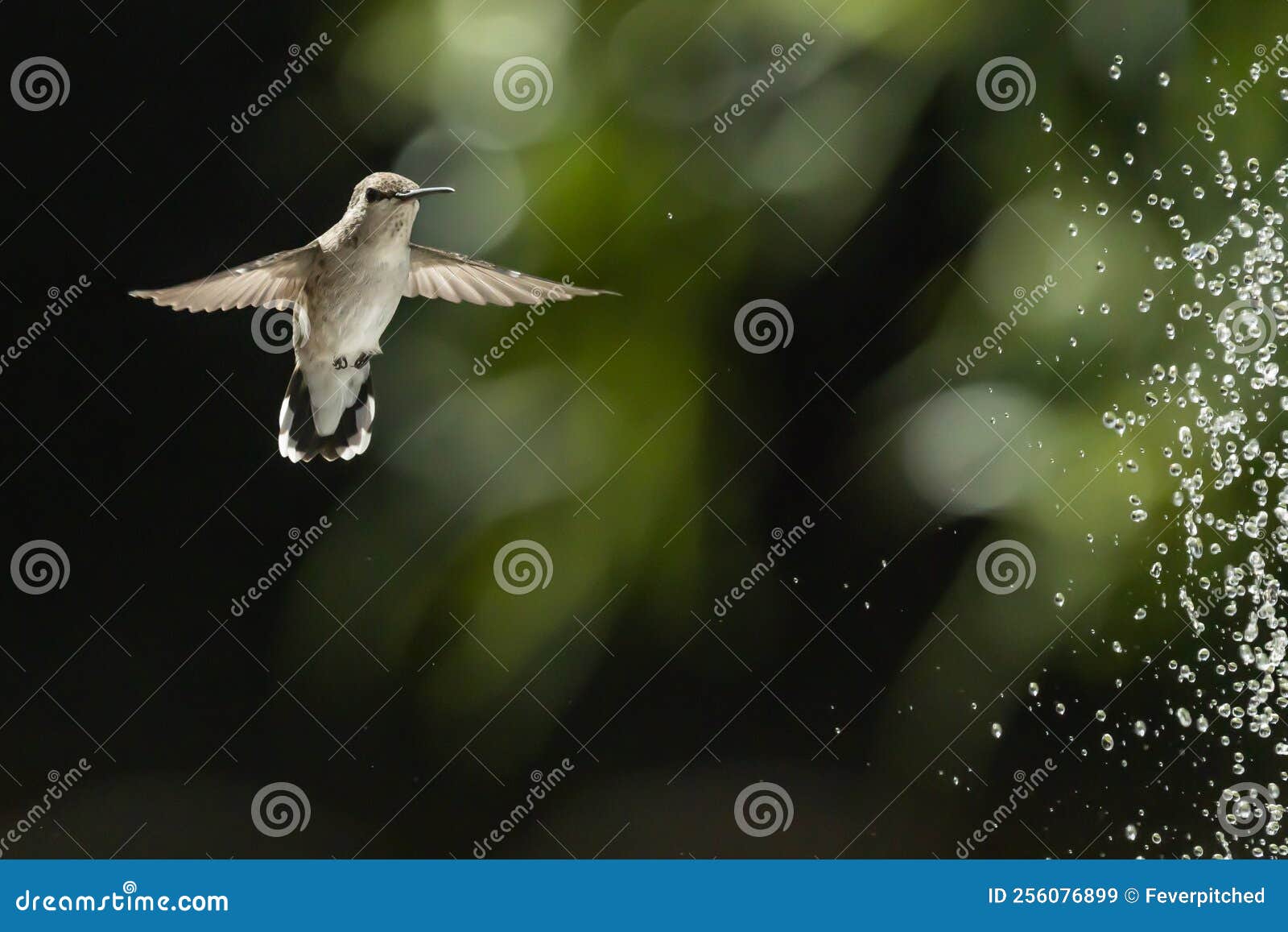 Hummingbird in Flight stock image. Image of small, avian - 256076899