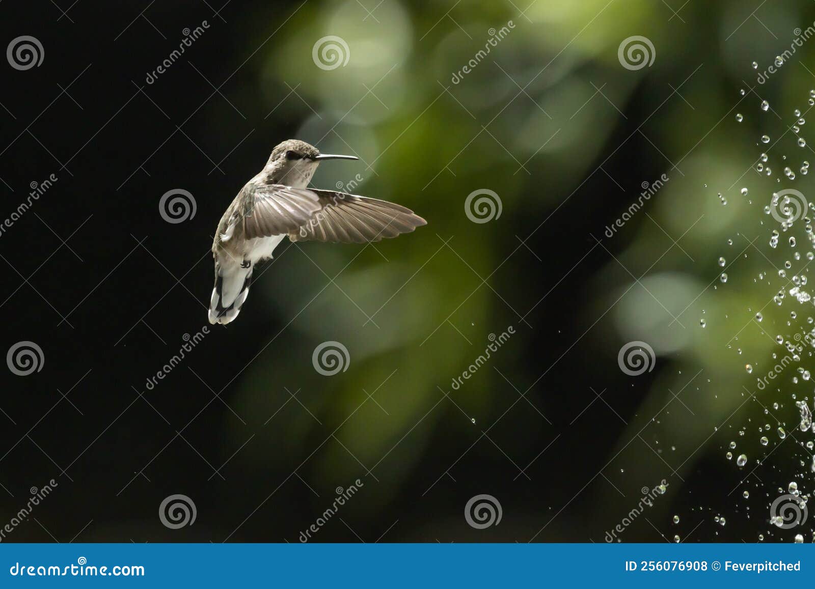 Hummingbird in Flight stock photo. Image of archilochus - 256076908