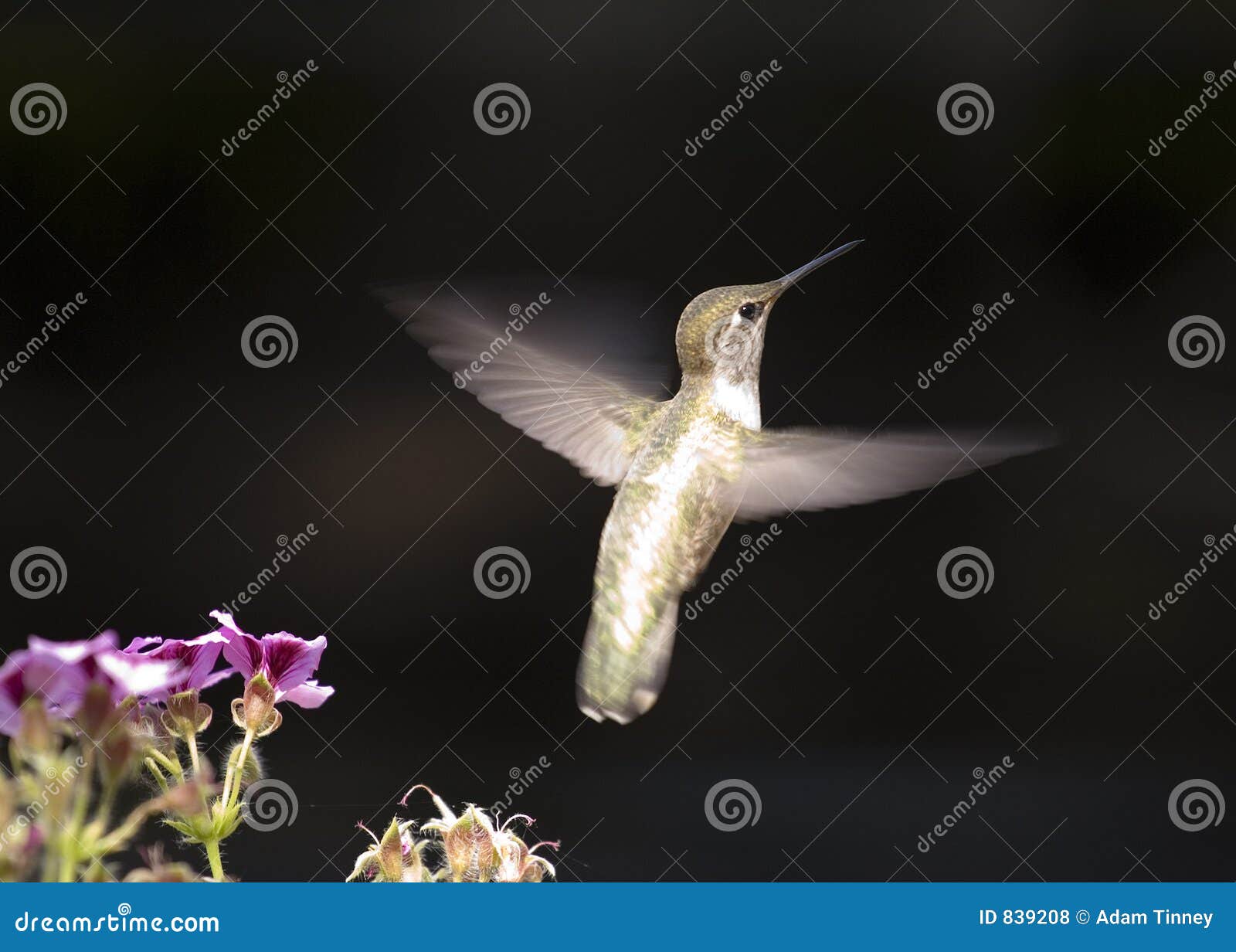 Hummingbird in Flight stock photo. Image of energetic, nature - 839208