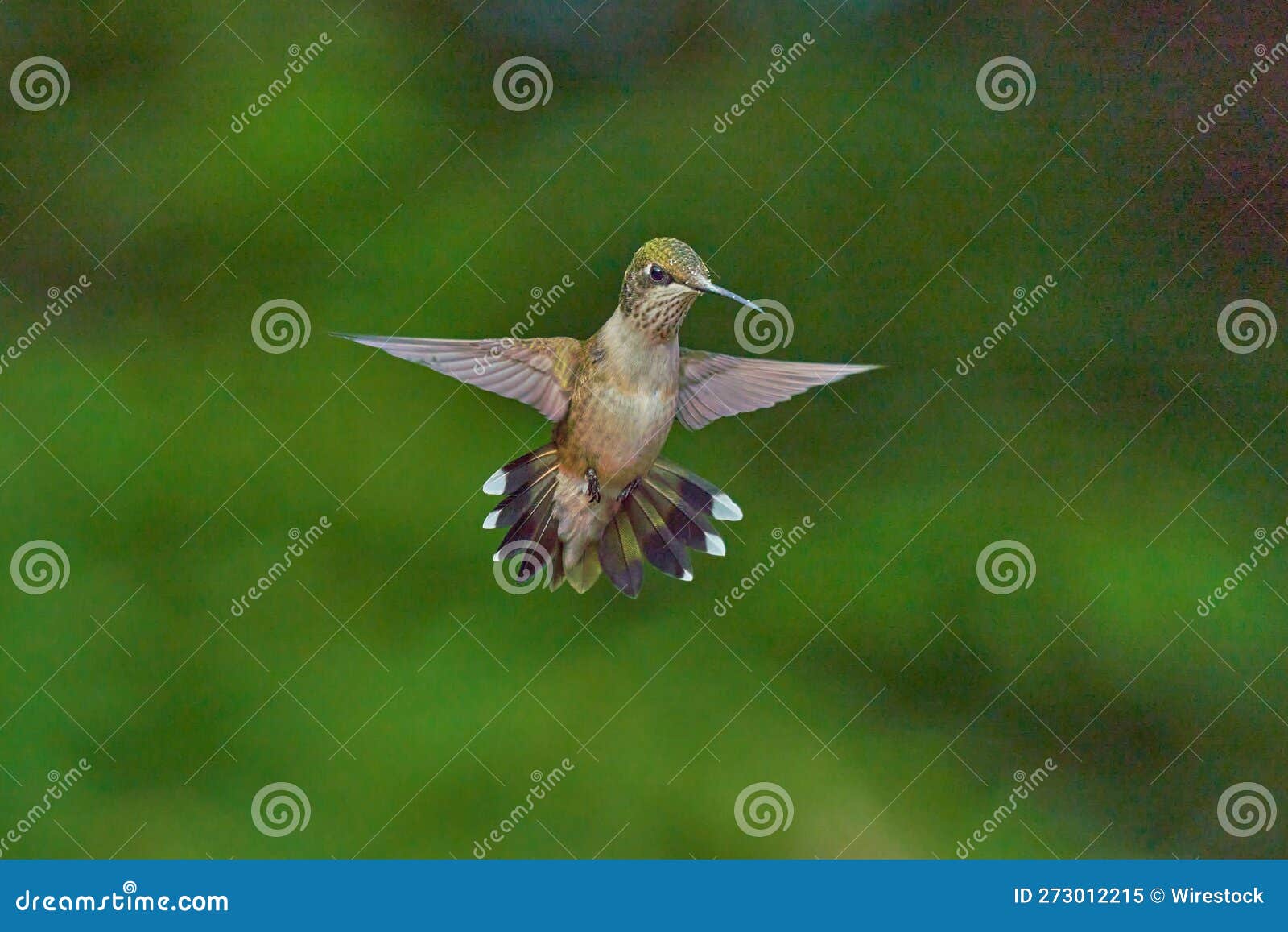 Hummingbird in Flight Against a Natural Backdrop. Stock Image - Image ...